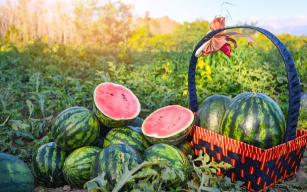 Anguria in dieta chetogenica: è consentita?